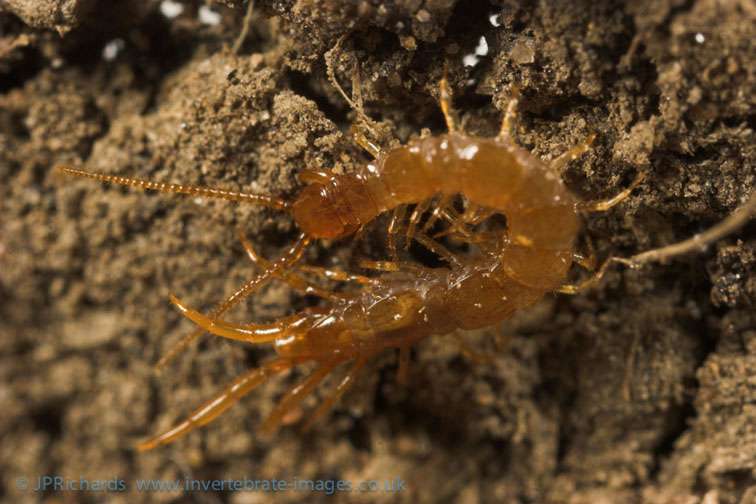 Lithobius microps | British Myriapod and Isopod Group